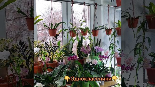 #Объявление ?Мы в Одноклассниках? #ссылка  #Новости #комнатныерастения #растения #цветы #shorts