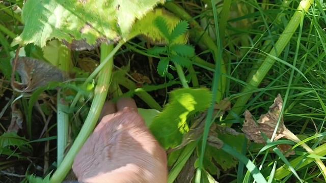 Пройдем по своим огородам. Сентябрь 2024 года