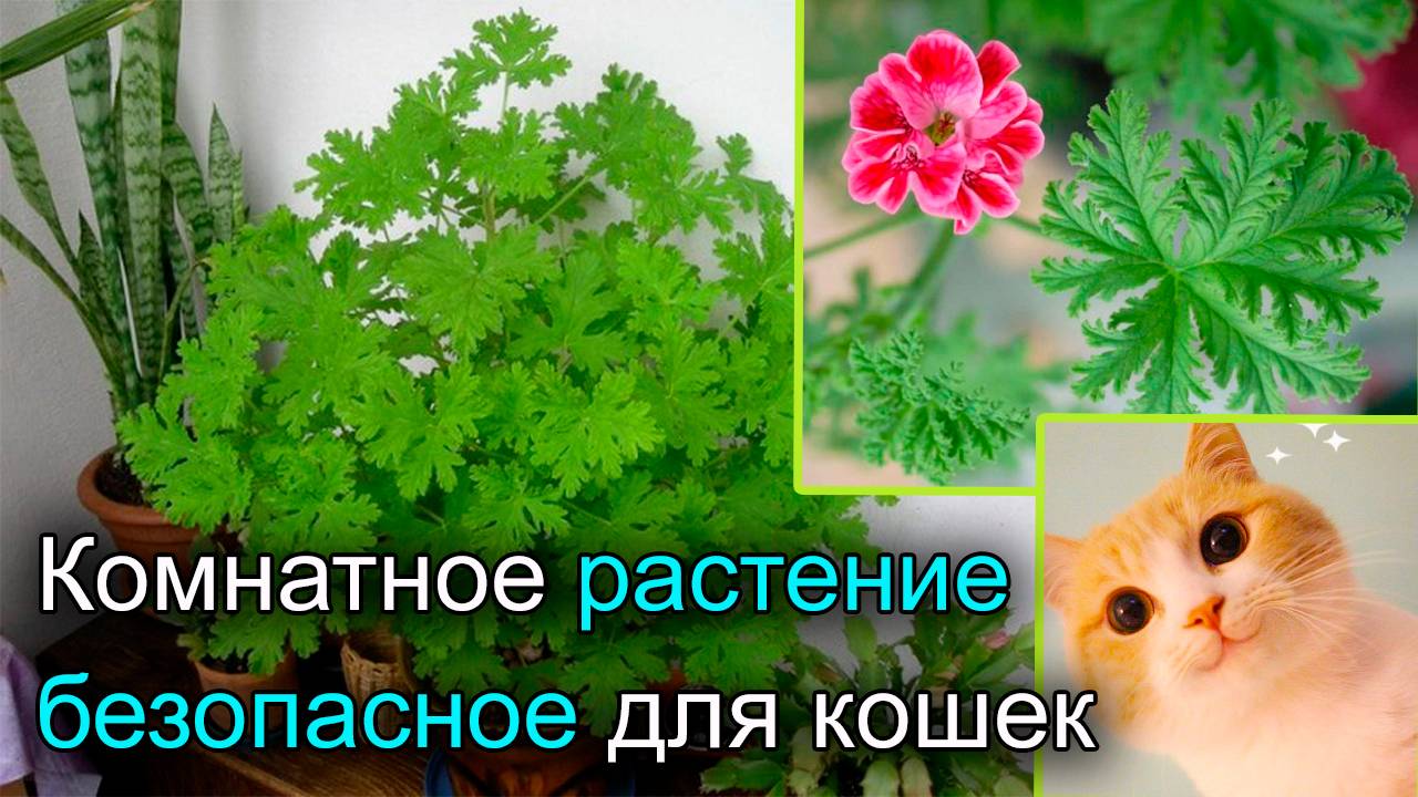 Комнатные растения безопасные для кошек | Пеларгония герань лимонная #растениябезопасныедлякошек