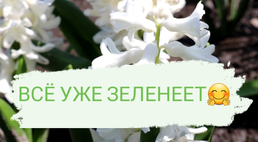 ВСЁ УЖЕ ЗЕЛЕНЕЕТ?