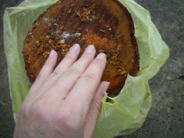 ГРИБЫ Вешенки на пеньках в домашних условиях