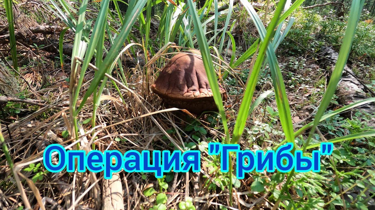 Операция "грибы"