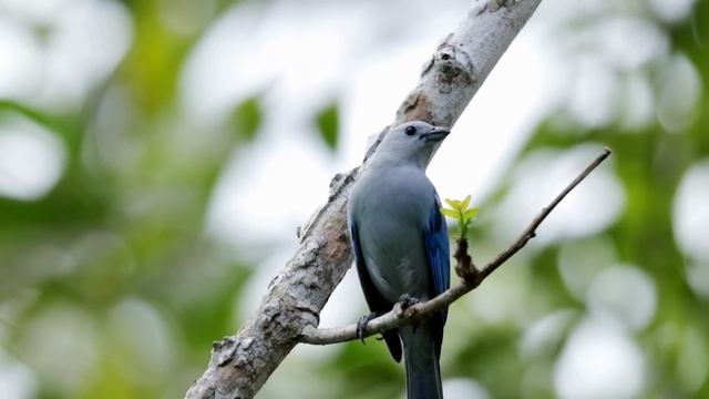 Birds ✅ Птицы ☑️ Nature ✔️ Природа