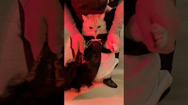 Котёнок 2023, танцы, серия № 99?