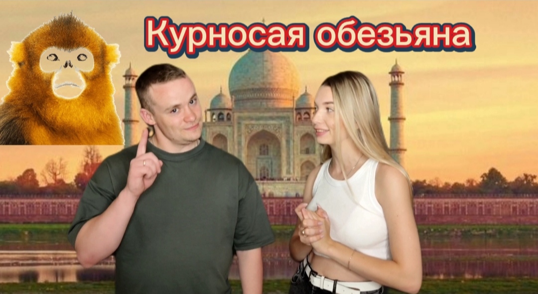 Милая курносая обезьяна