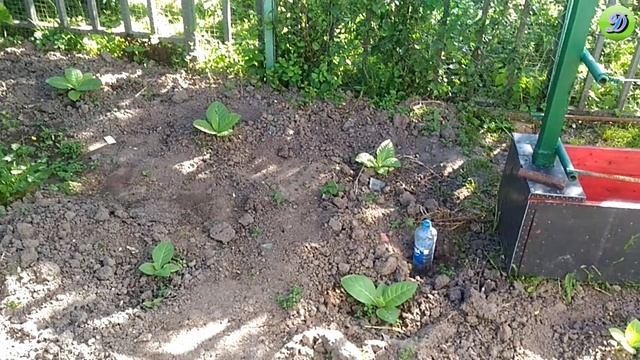 Табачок после затяжной весны.