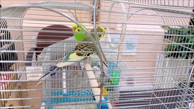 Волнистые попугайчики не волнуются