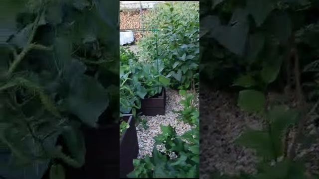 огород без хлопот