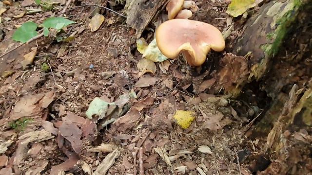 ГРИБЫ ПОДМОСКОВЬЯ 2024🍄ПОЛНЫЙ ЛЕС ЛЮДЕЙ😱сметают всё. 18.08.24.