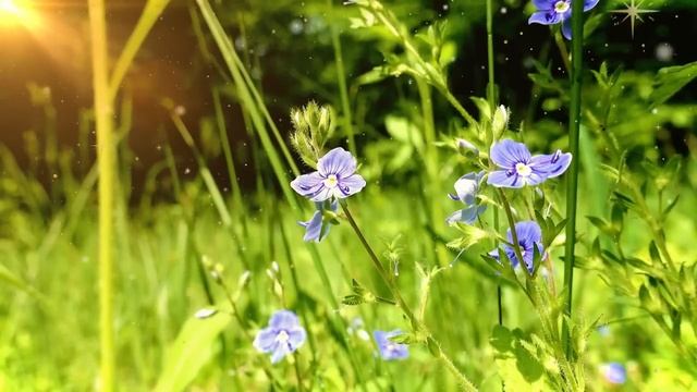 ЛАСКОВОЕ ПЕНИЕ ЛЕСНЫХ ПТИЦ НА ЦВЕТОЧНОЙ ПОЛЯНЕ ИЗБАВИТ ОТ ГОЛОВНОЙ БОЛИ!