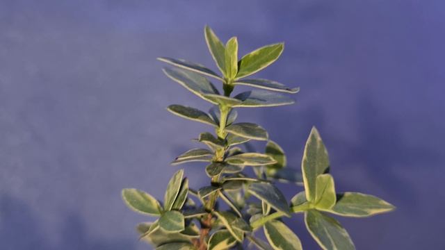 Мирт Вариегатный мелколистный. Новый цветок