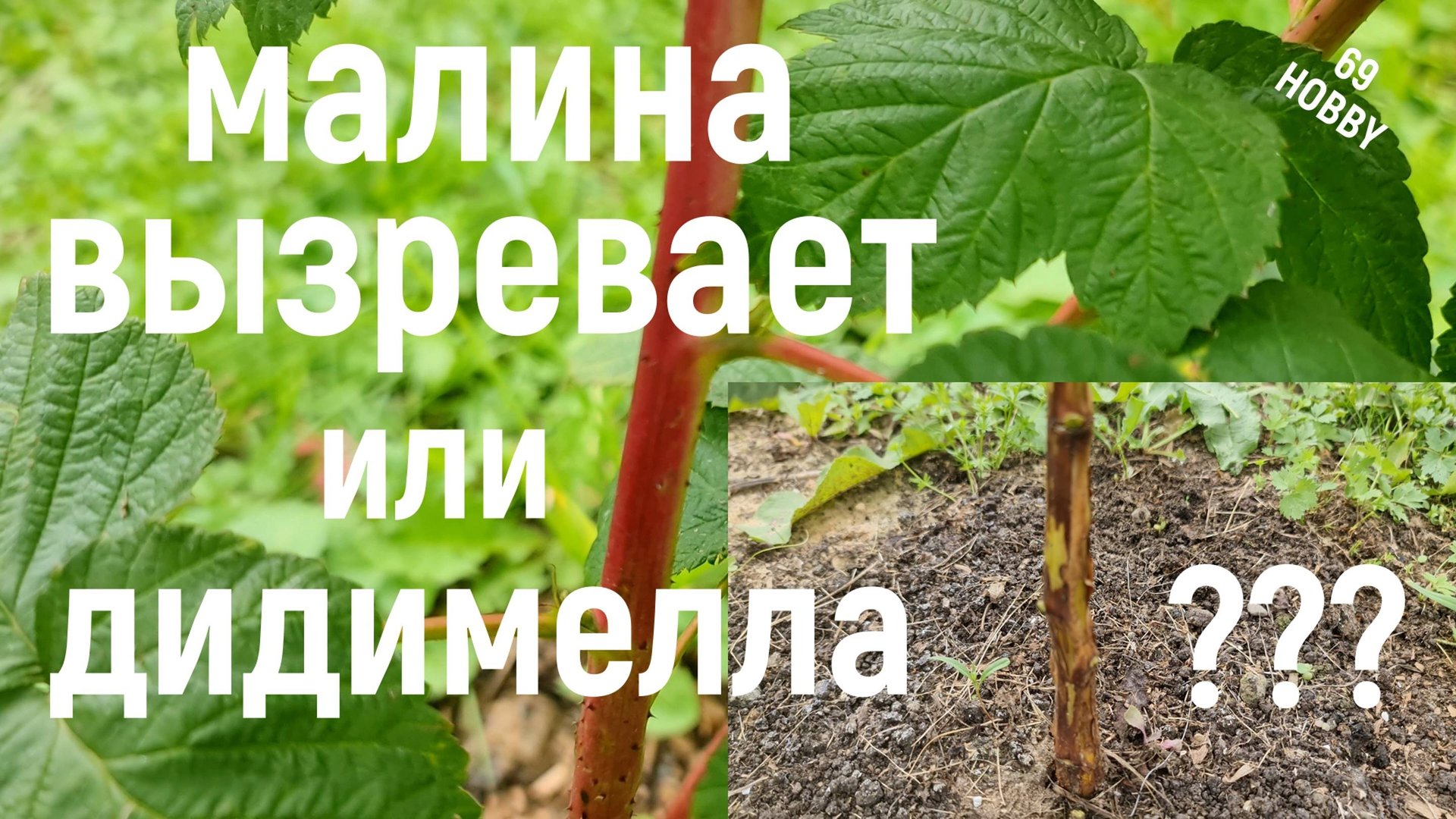 Как отличить вызревающий побег МАЛИНЫ от ДИДИМЕЛЛЫ!