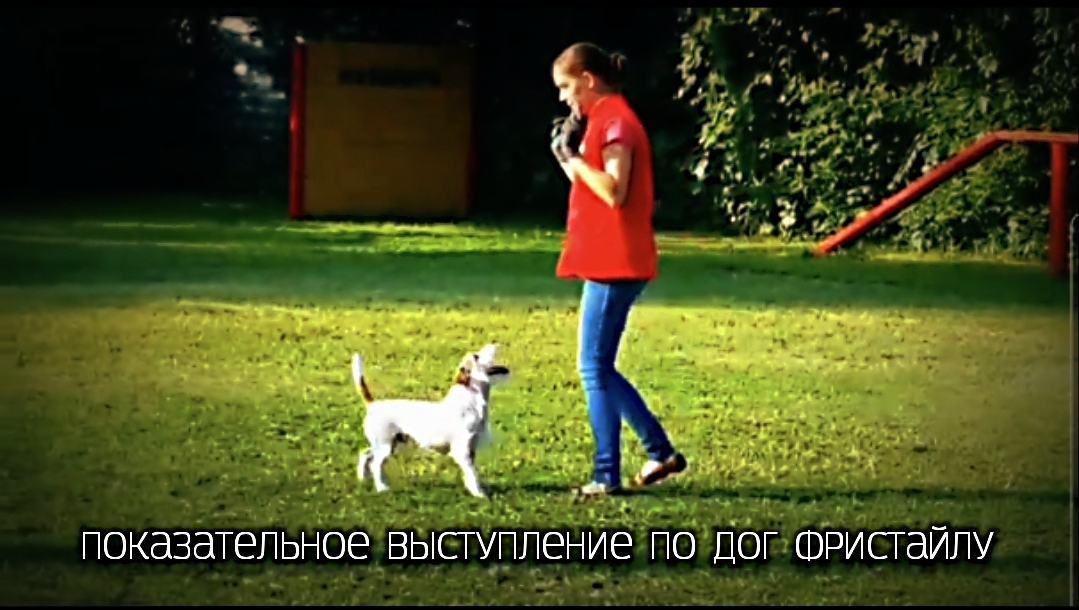 Показательное выступление по дог фристайлу
Полина и Сэм