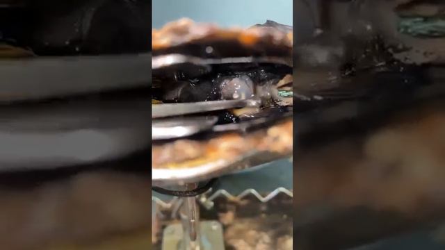 Beautiful peacock circled pearl emerges