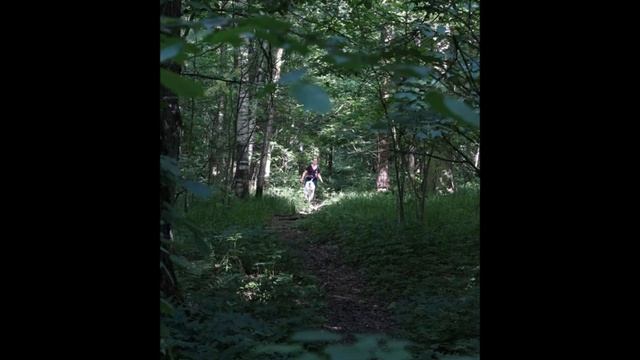 Тренировка по каникроссу (якутская лайка Денни)