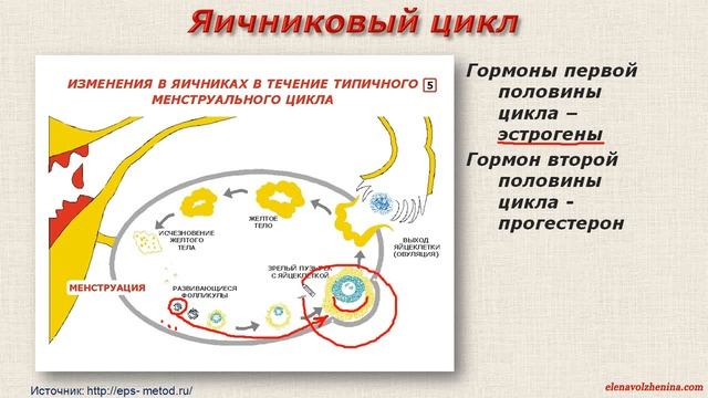 СимптоТермальный Метод Распознавания Плодности (СТМРП, СТ-метод) - Урок4, Часть1.