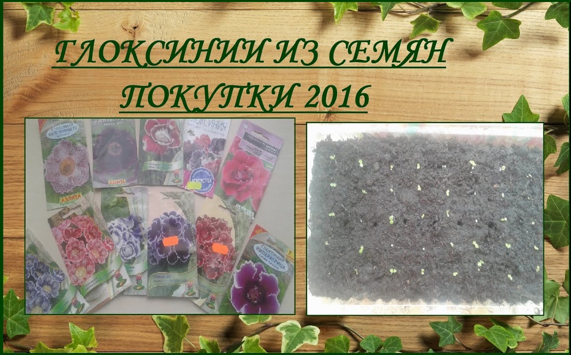 Глоксинии из семян, покупки семян, дружные всходы