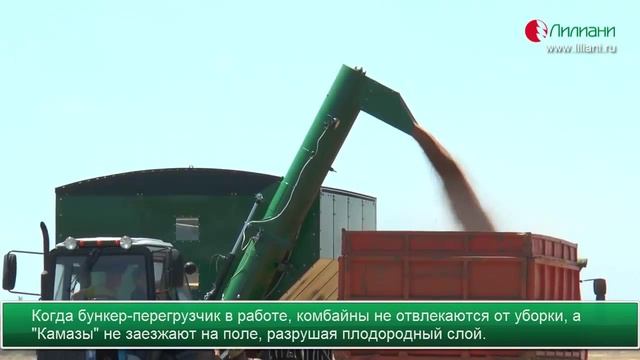 Безостановочная уборка зерна с помощью бункеров-перегрузчиков в ООО БЕЛАГРО. Краснодарский край