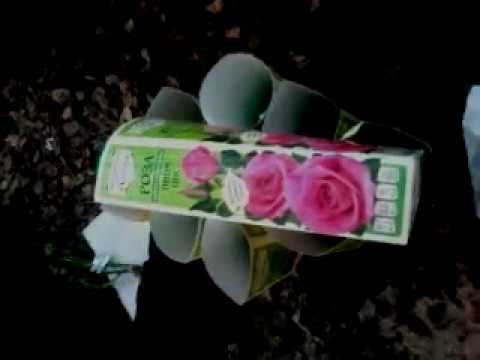 Обзор саженцев Семена Алтая 2019 - Часть 1 - Сажаем розы в Сибири