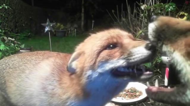 Лисийрай 20161129 000000 1 Лисийрай. (Foxheaven 20161129 000000 1 Foxheaven.)