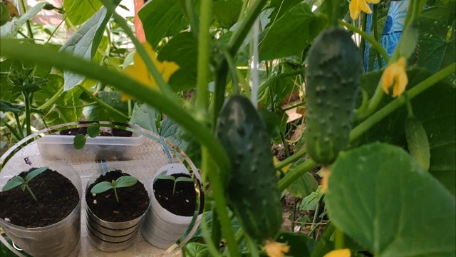 Сажаем балконные огурцы для раннего урожая. Удачные емкости для рассады своими руками из мусора.