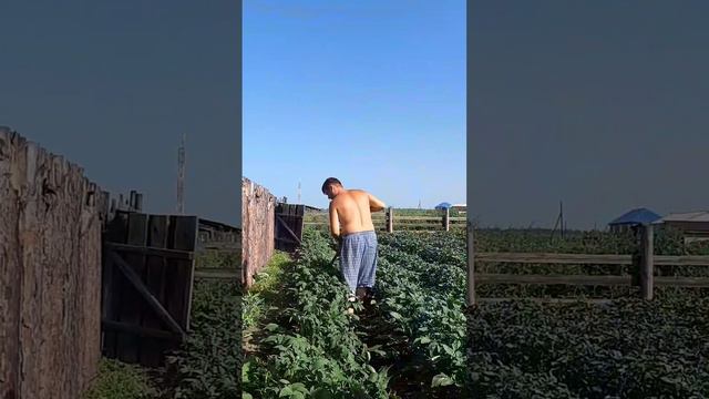 Окучиваю картофан. 
#деревня #деревенскаяжизнь #огород #сад #садовод #картошка