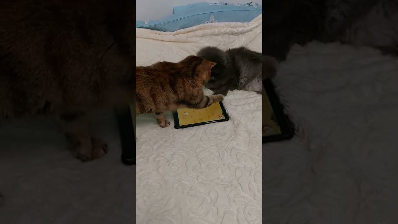 Кошки дерутся за планшет
