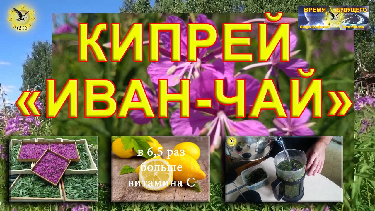 Кипрей. "Иван-чай"
