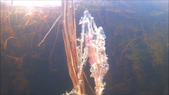 Крупный_гольян_Подводные_съёмки. Опустил камеру под лёд.