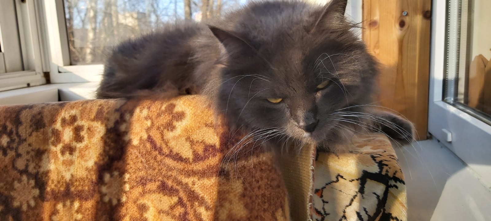 Милые котята, смешные кошки, коты, котейки