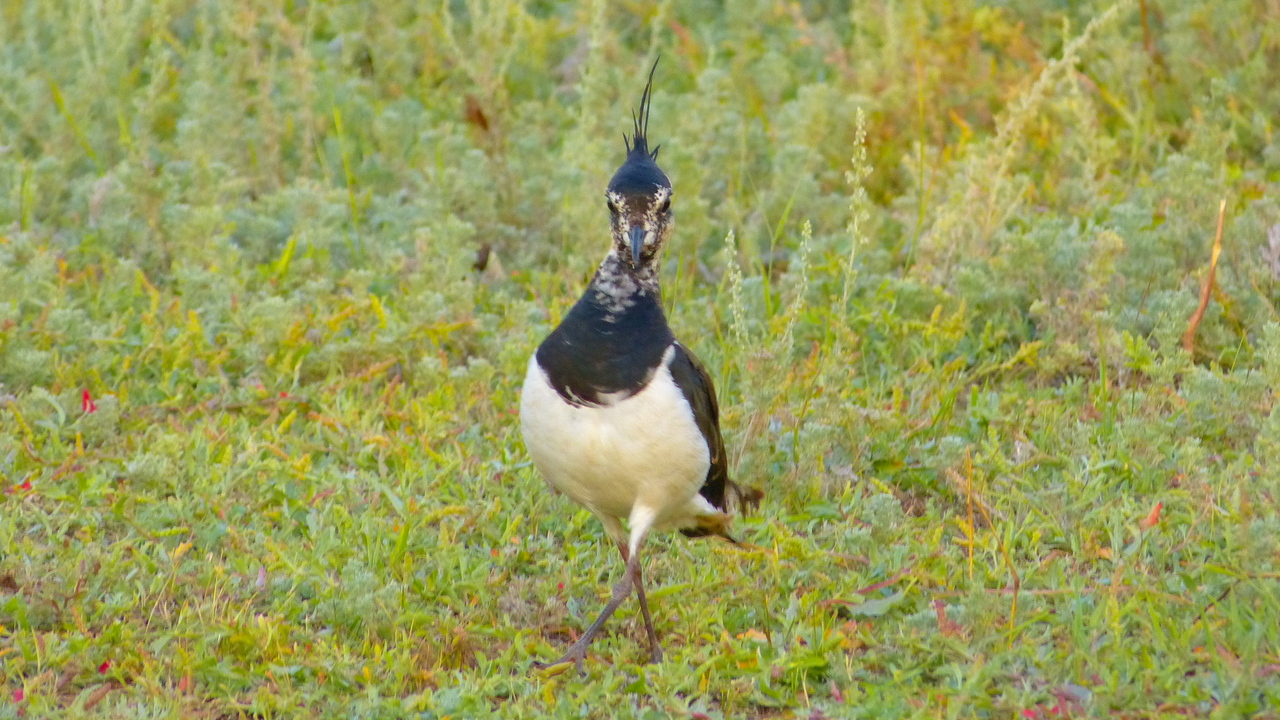 Встречи с пернатыми III (каменка, снегирь, жёлтая трясогузка, чибис)