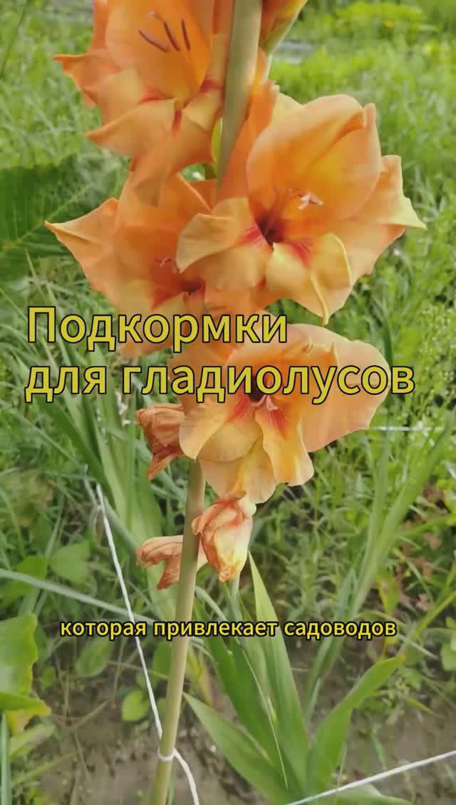 Гладиолусы: особенности выращивания и подкормки #shorts #гладиолусы