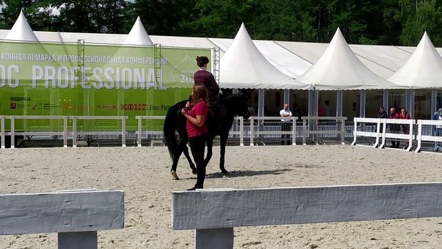 Особенности верховой езды в дамском седле