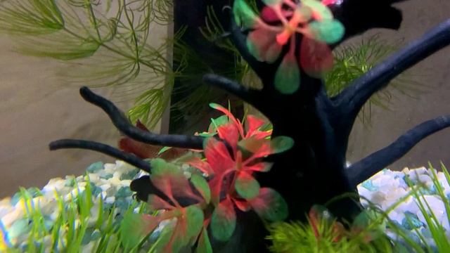 Красивая самка бойцовой рыбки