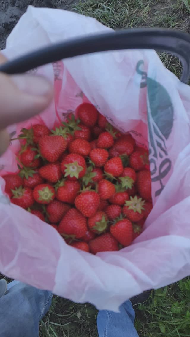 Урожай клубники.  25 июня 2022 год.