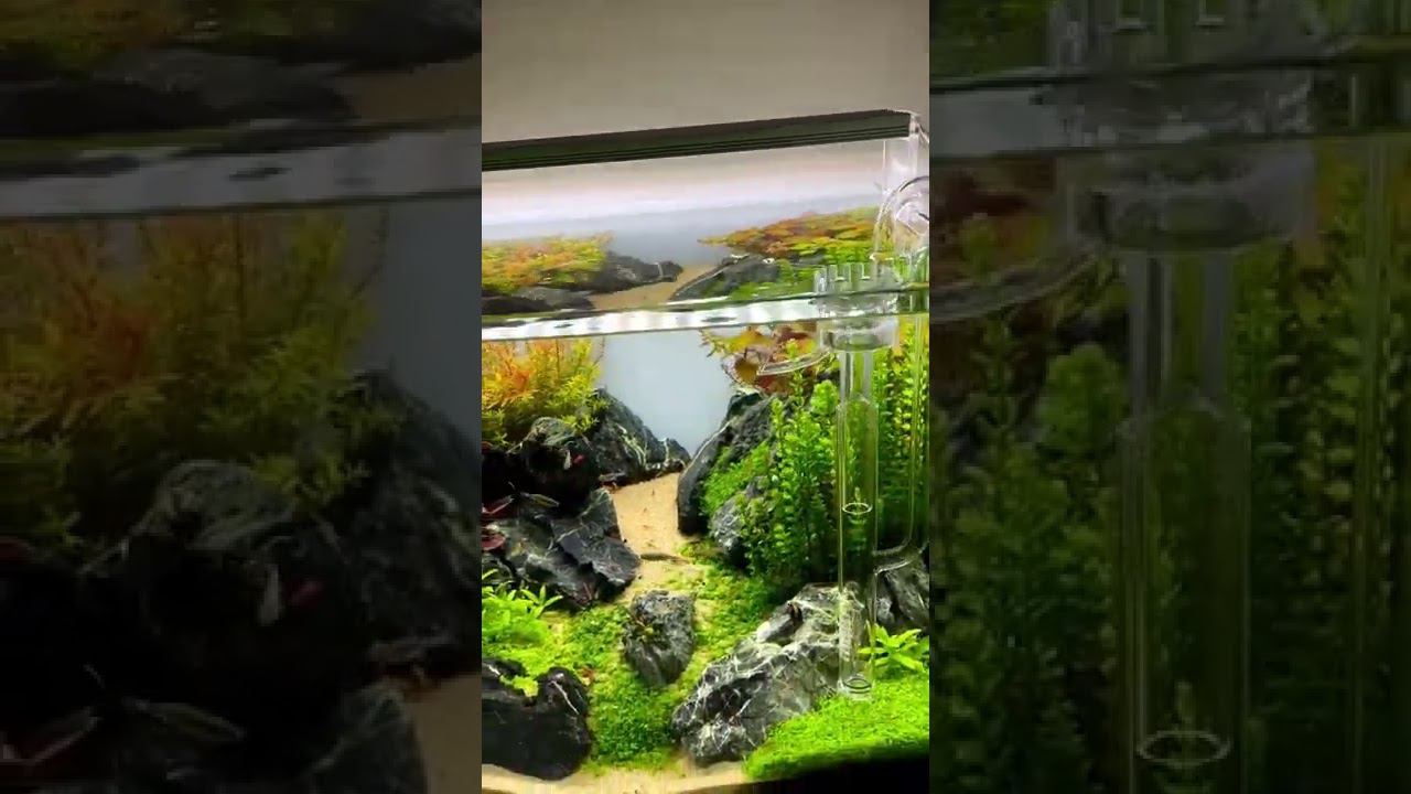 Дизайн аквариума, который радует глаз. Каждый раз хочется что-то дополнить, но рука не поднимается.