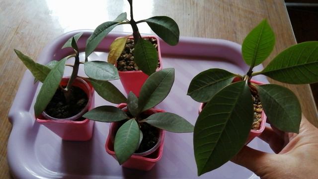 Плюмерия из семян