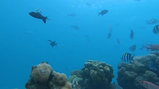 Вечерний снорклинг на Мальдивах. Fihalhohi Island Resort