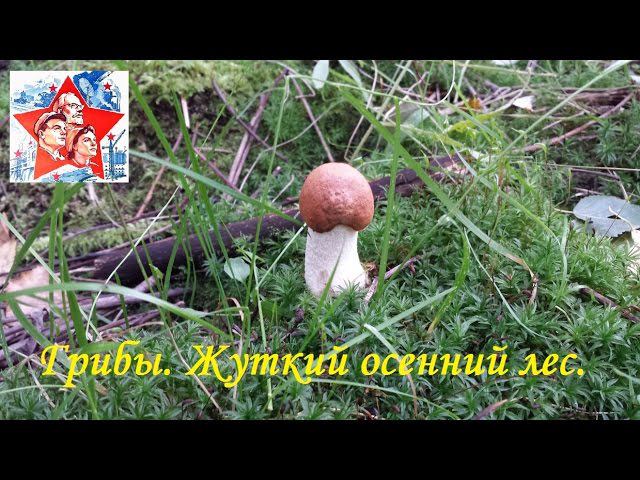 Грибы. Жуткий осенний лес. 18.08.2015. Тихая охота. Грибалка. Архив