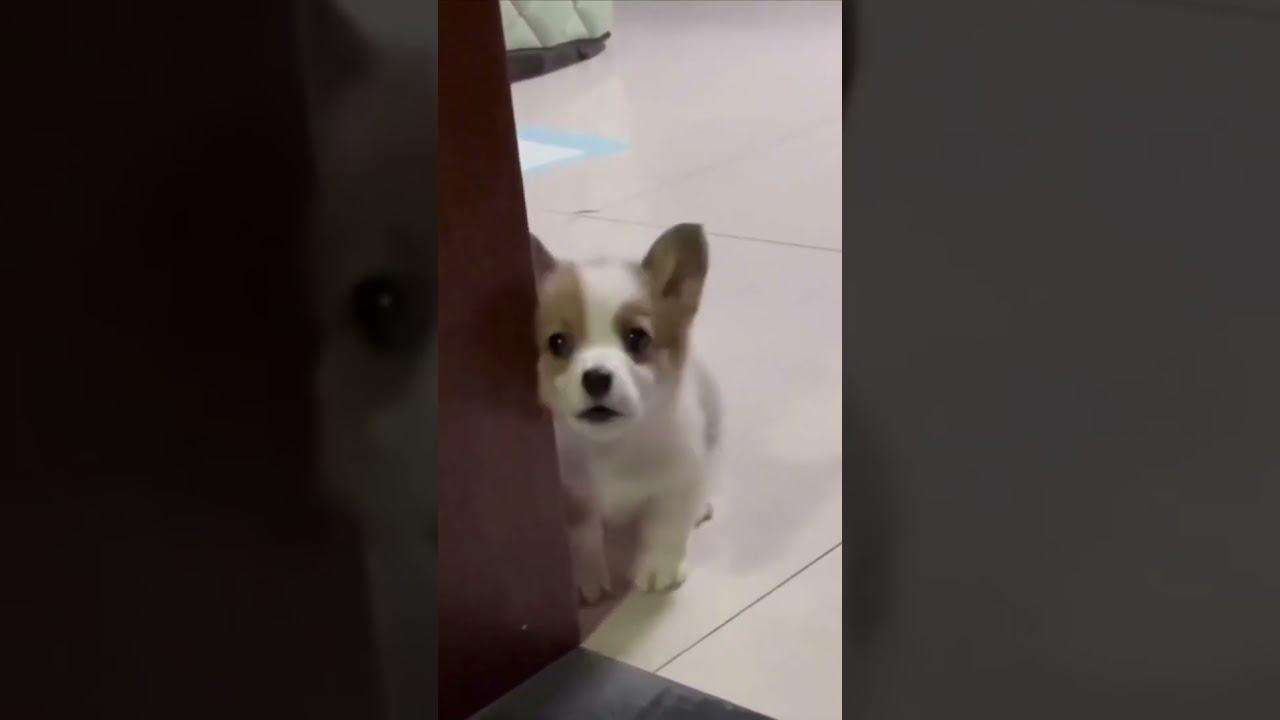 Смешные животные/ Кот - сова #shorts #животные #кошки #собаки  #животные