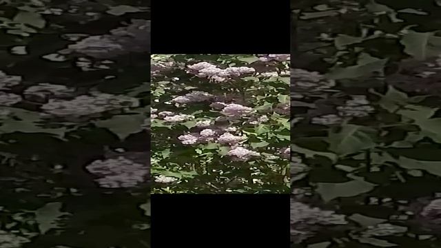 Сирень цветёт