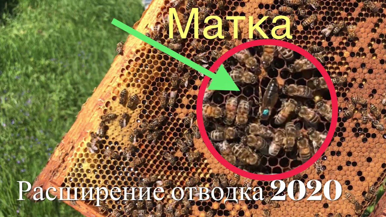 Расширение отводка зимовалой семьи #pereborovobee #Пчеловодствоначинающим #Отводкипчёл