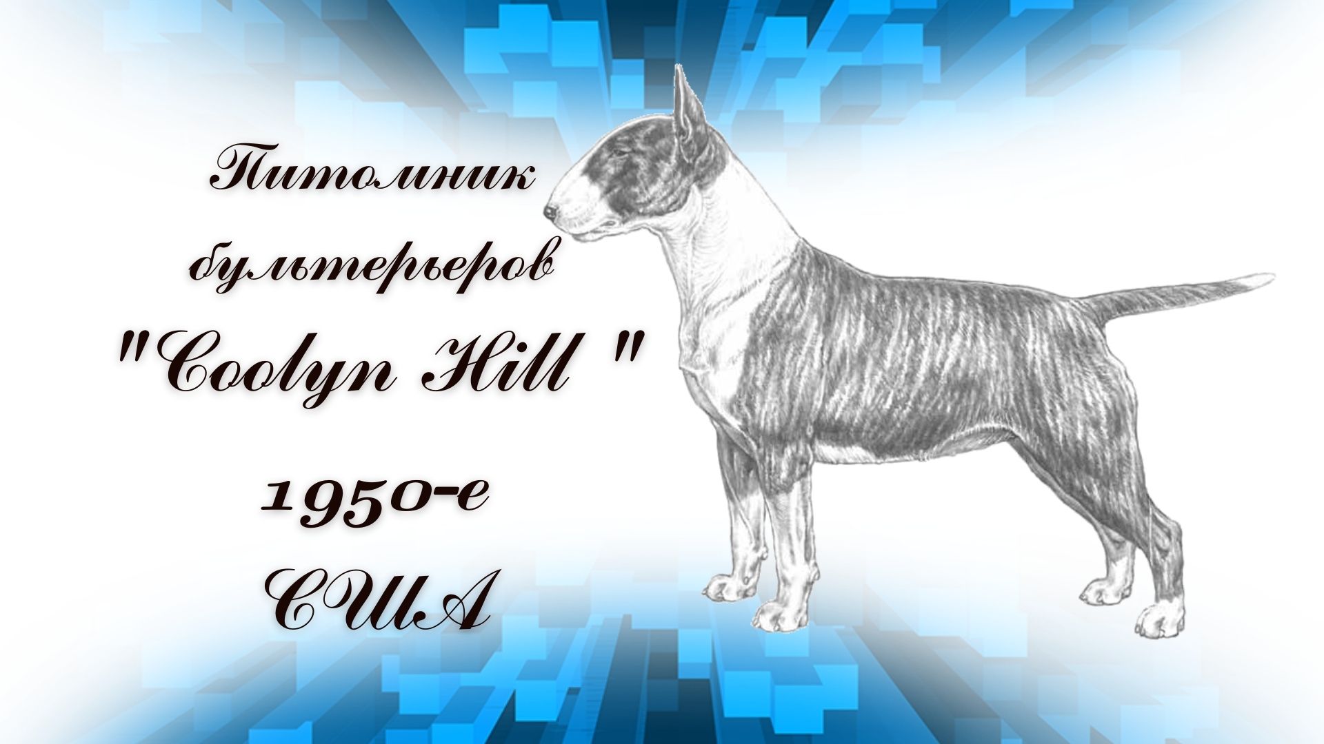 1950-е Выставки собак с участием питомника бультерьеров "Coolyn Hill" (США)