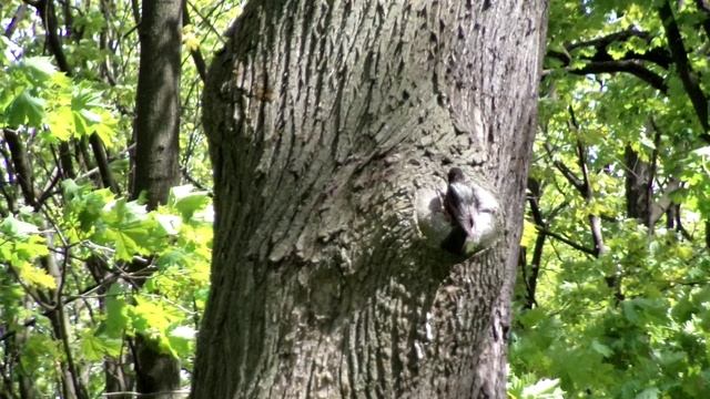 Скворец кормит птенца