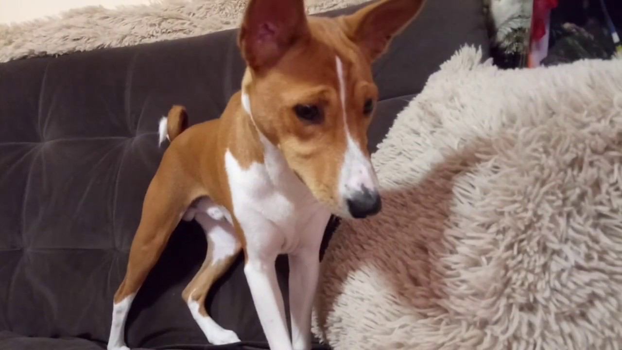 Басенджи Лео впервые на передержке. Лео & Дина. Знакомство. 27.06.2020