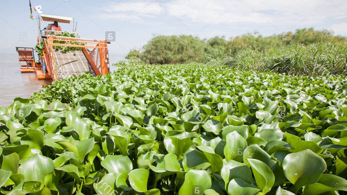 Очистка стоков эйхорнией и торфо сапропелевым сорбентом