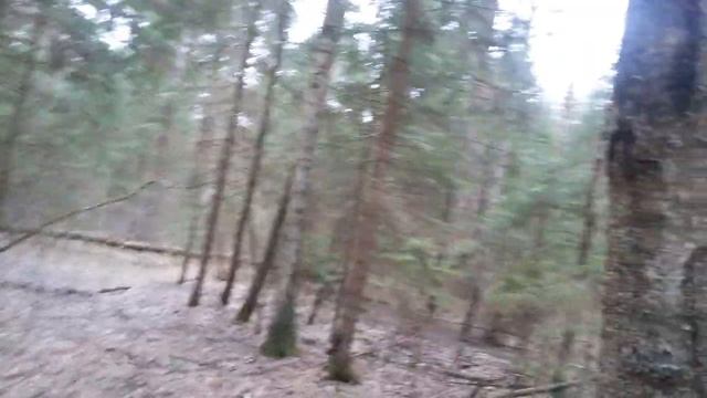 Гуляем по весеннему лесу вместе. Почему так много бурелома