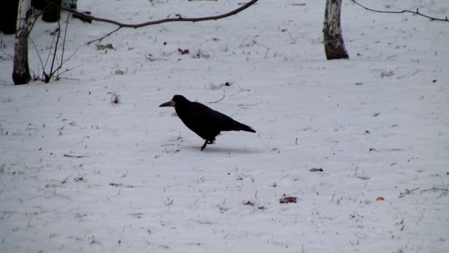 Грачи прилетели... а у нас всё ещё зима