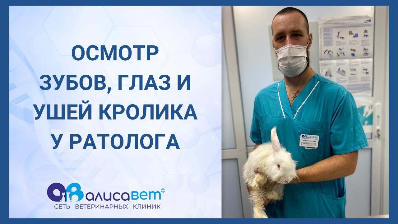 Осмотр зубов, глаз и ушей кролика у ратолога