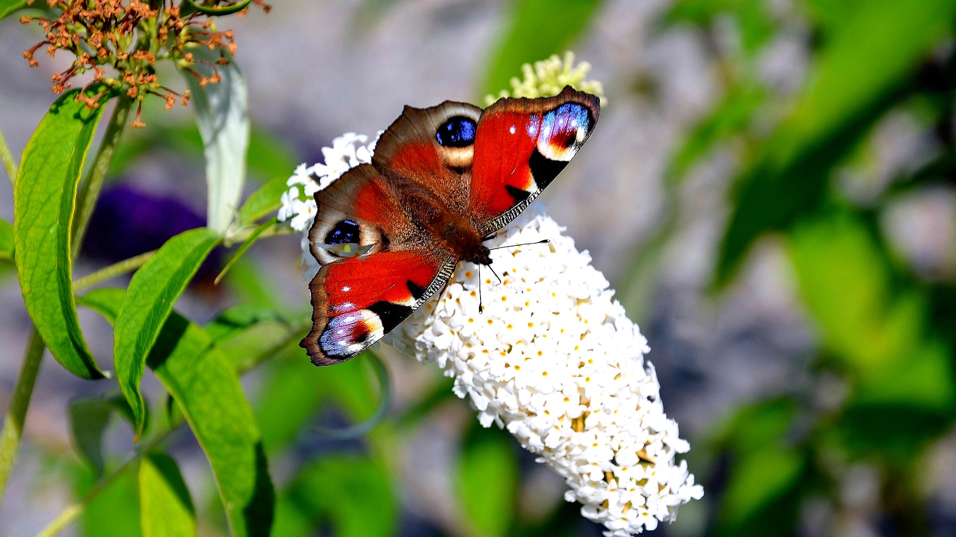 Андерсон Юэлль - 09. Успех, озвучивает Nikosho..mp4
